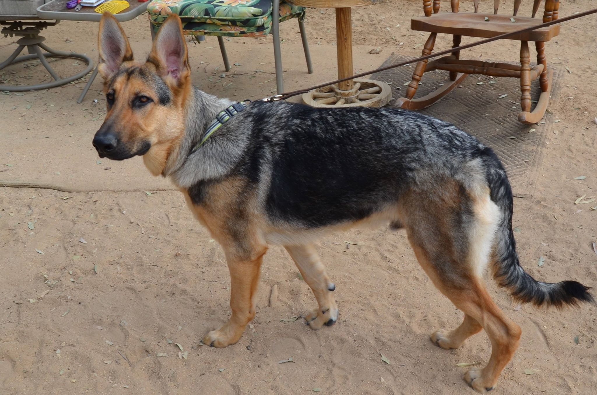 black and red giant german shepherd male