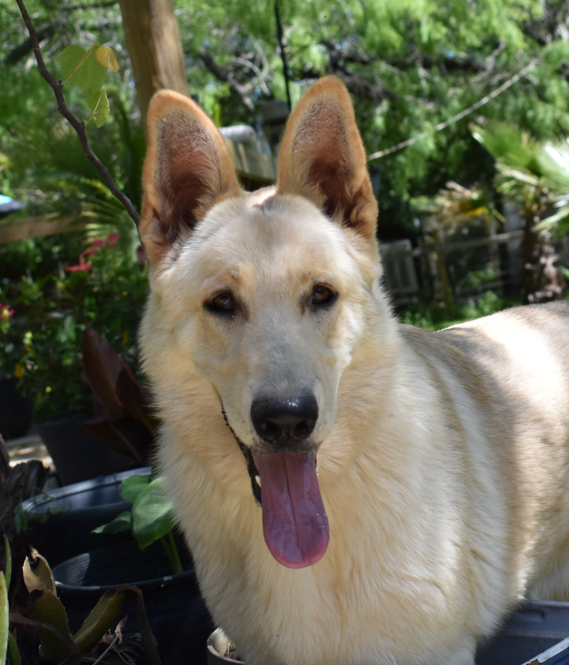 black and red giant german shepherd male