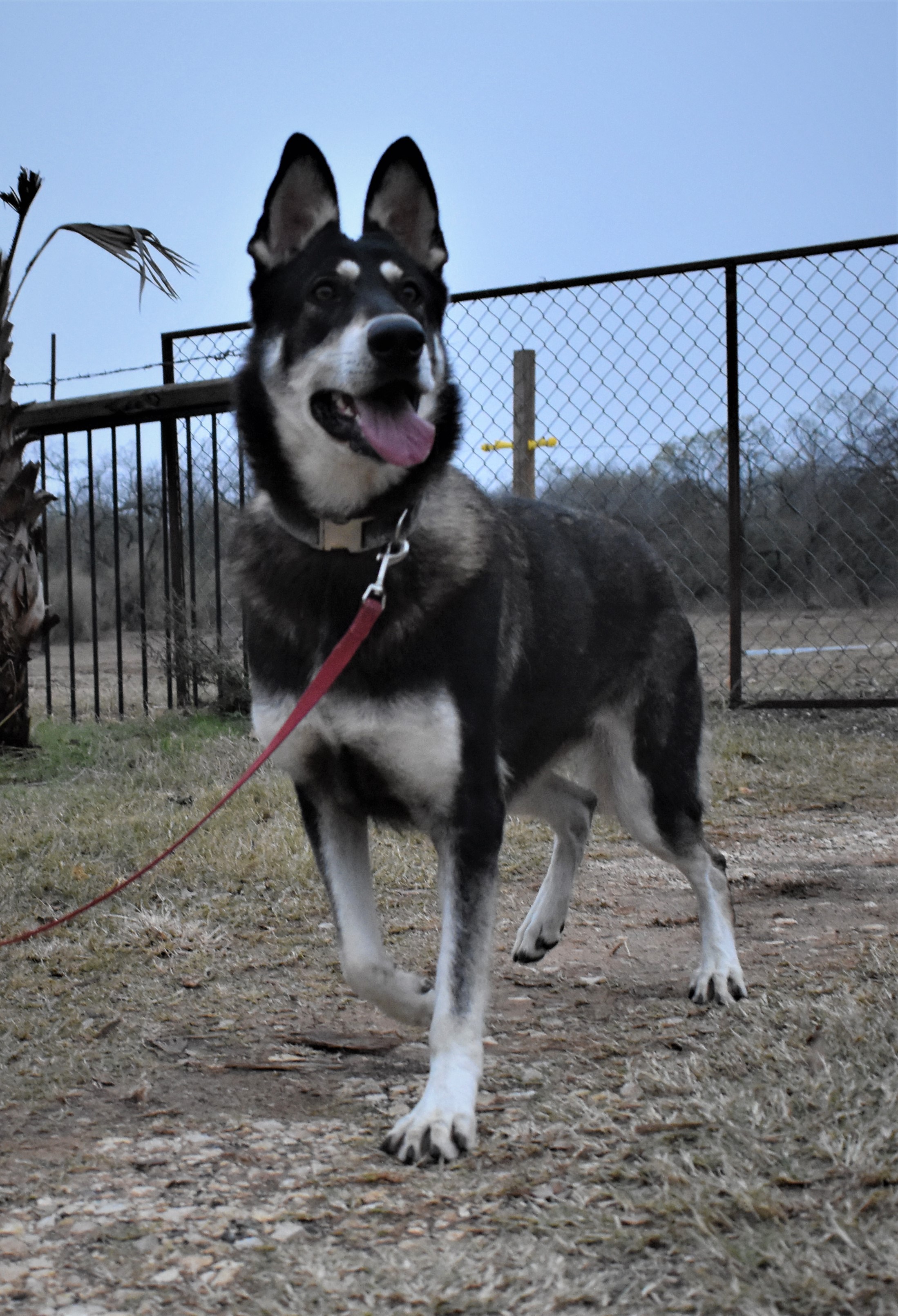 no good dog is a bad color