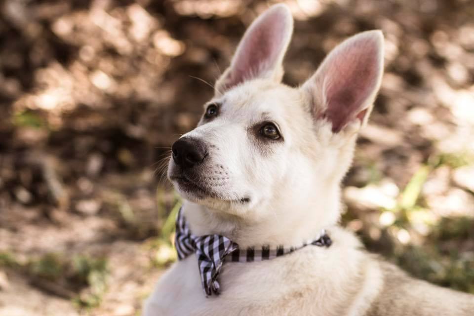 Wolfgang Haus german shepherd puppies