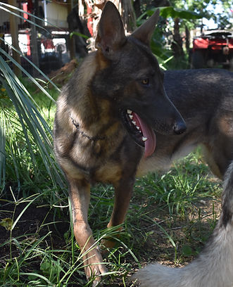 German shepherd puppies for sale