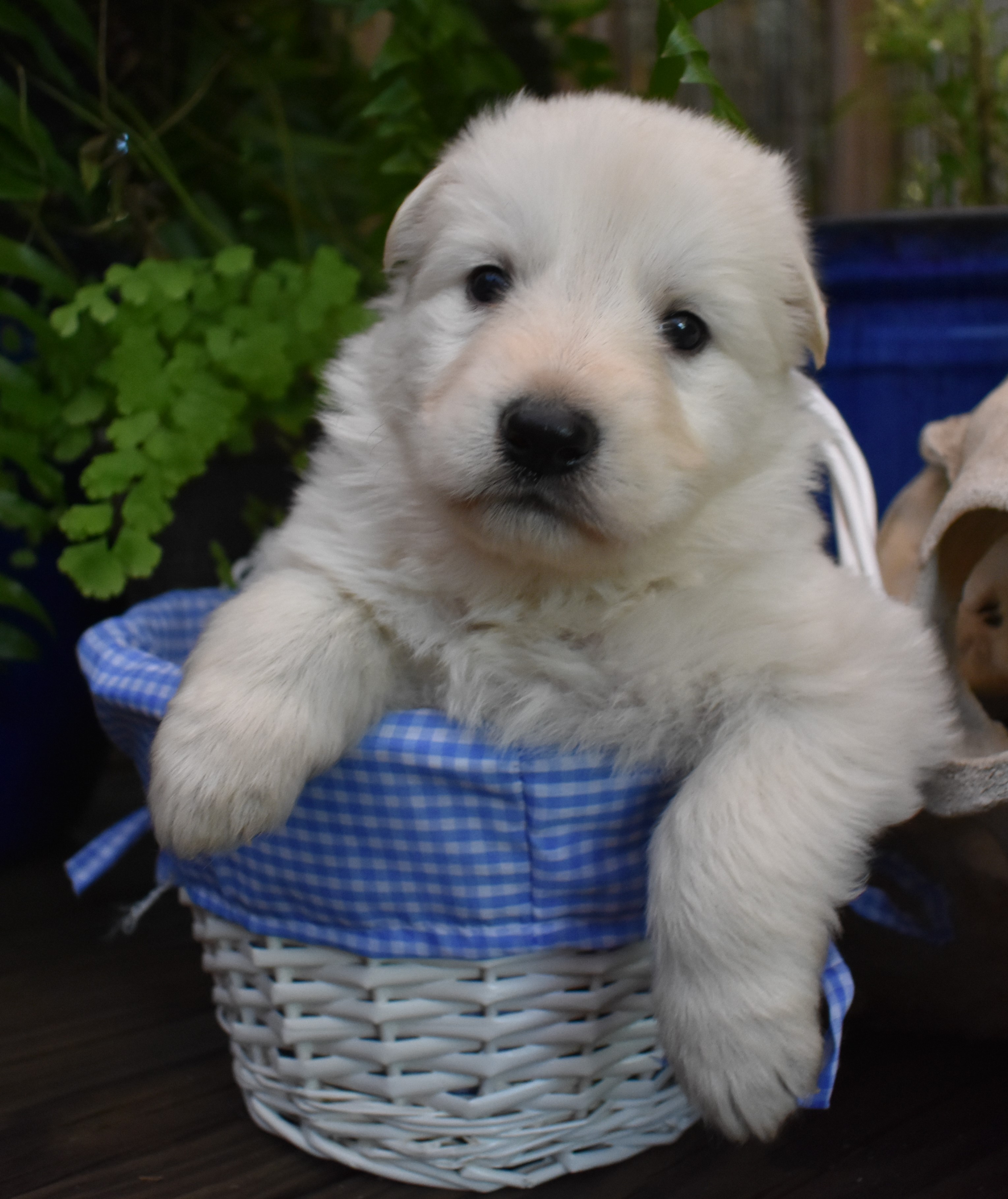 Wolfgang Haus german shepherd puppies