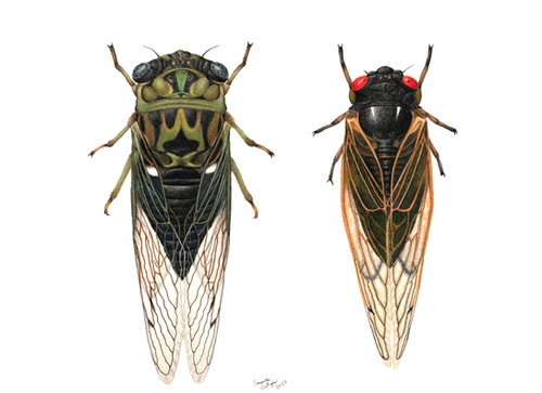 Annual vs Periodical Cicada 8"x10" | Samantha Gallagher