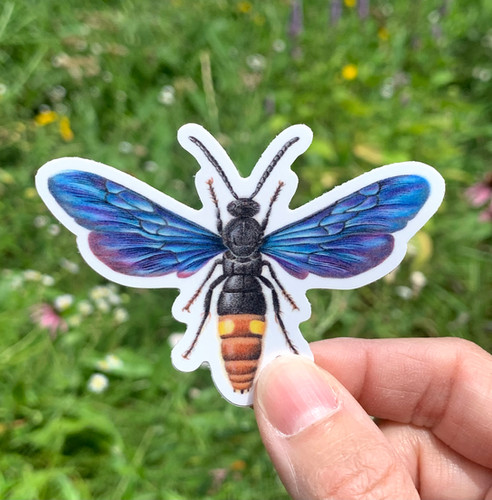 Blue-Winged Wasp 3" Vinyl Sticker | Samantha Gallagher