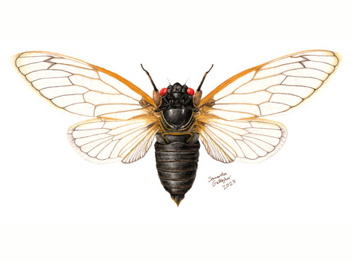 Periodical Cicada Scientific Illustration 8"x10" | Samantha Gallagher