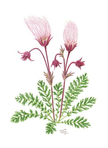 Prairie Smoke Print | Samantha Gallagher