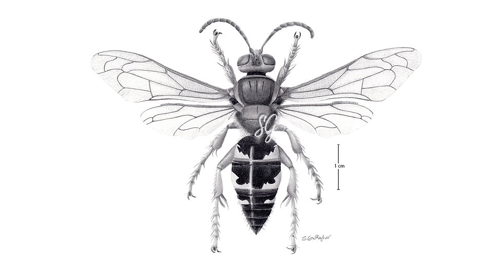 Cicada Killer B&W 8"x10" Print | Samantha Gallagher