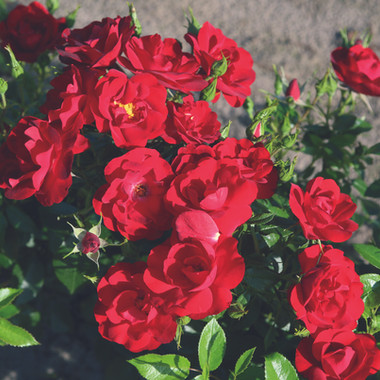 Rose Barni: produzione e vendita Rose d'Autore dal 1882
