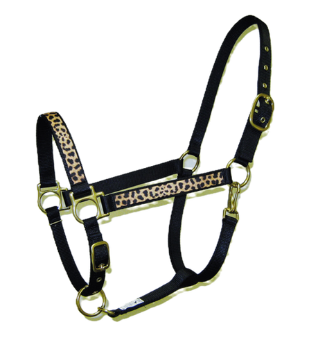 Cheetah | ronmar-equine