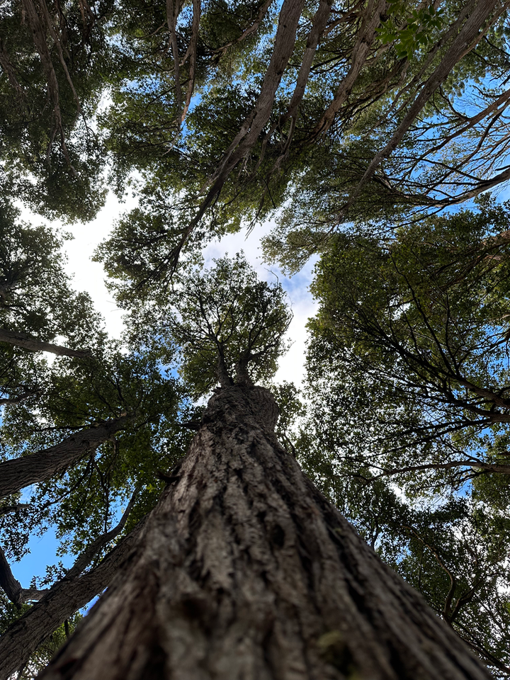 Gallery | Annabelle Terry