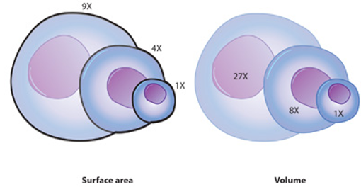 Exchange of Materials across the Cell Membrane | Elucidate Education