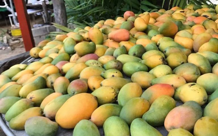 “Mango de Santiago se exporta a Japón y Estados Unidos”: María Elena Meza