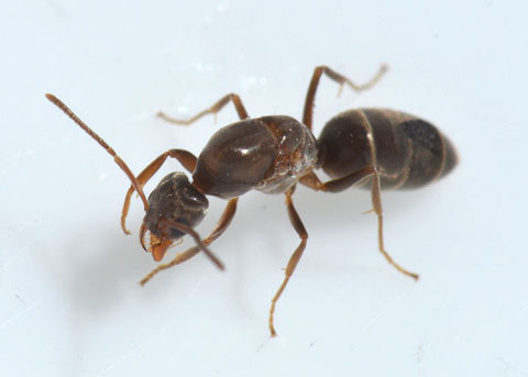 Linepithema humile/Argentine ants | Antsrus