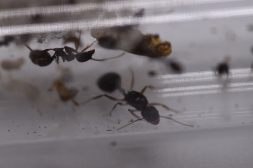 Aphaenogaster gibbosa Queen brood/workers (starter kit) | Antsrus