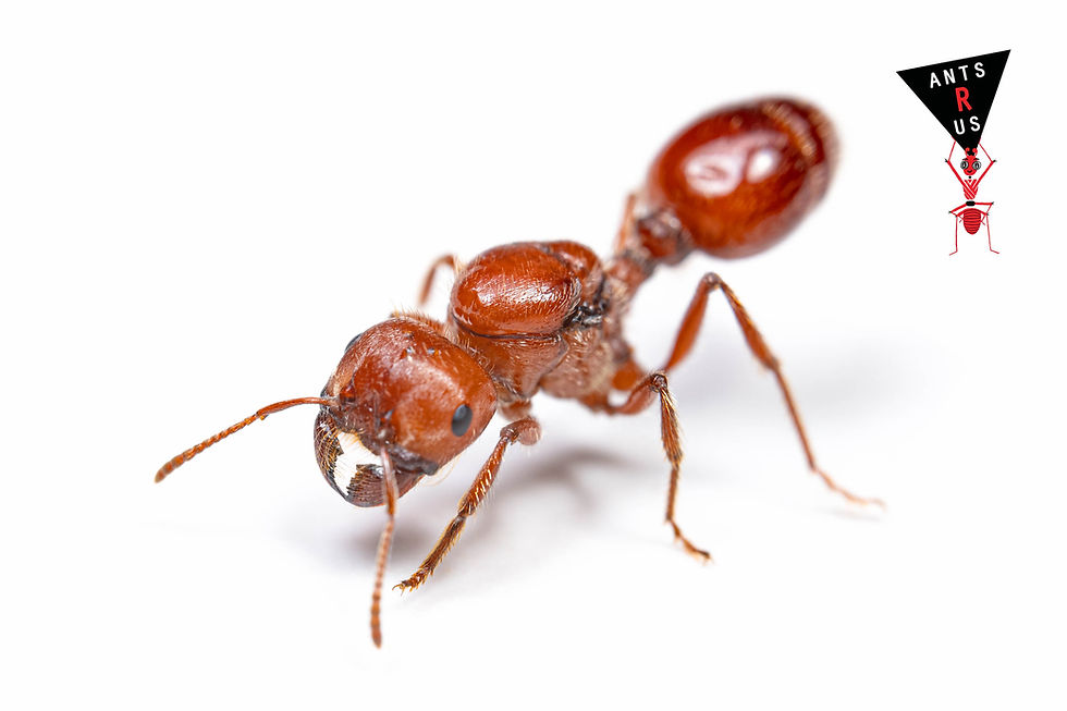Pogonomyrmex barbatus (red harvester ant) (starter kit) | Antsrus