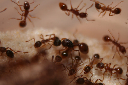 Myrmica rubra (starter kit) | Antsrus