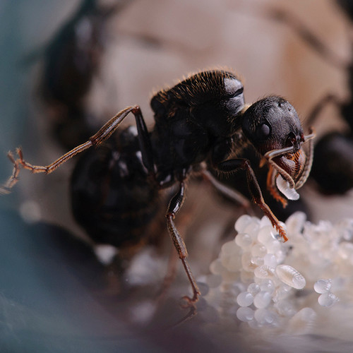 Messor structor, harvester ants (starter kit) | Antsrus