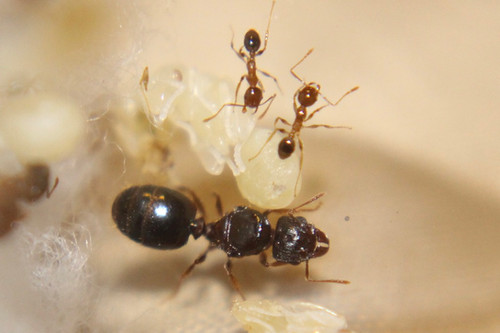 Pheidole megacephala | Antsrus