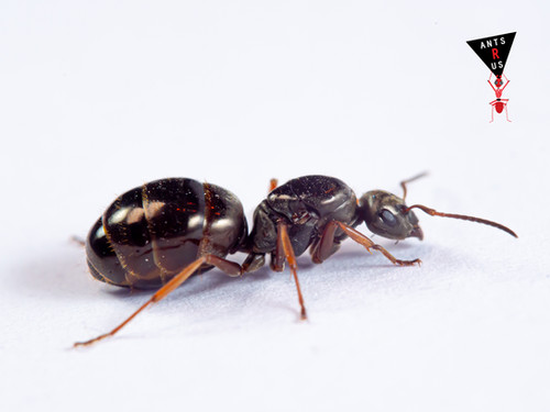 Formica fusca (starter kit) | Antsrus