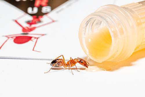 Ant Protein Shake (with new V3 packaging) Buy 2 sets and get a 3rd set ...