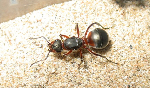 Formica rufa (red wood ants) Starter kit | Antsrus