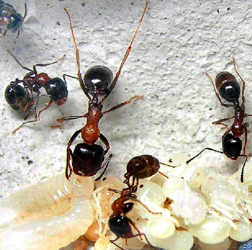 Messor laboriosus (starter kit) | Antsrus