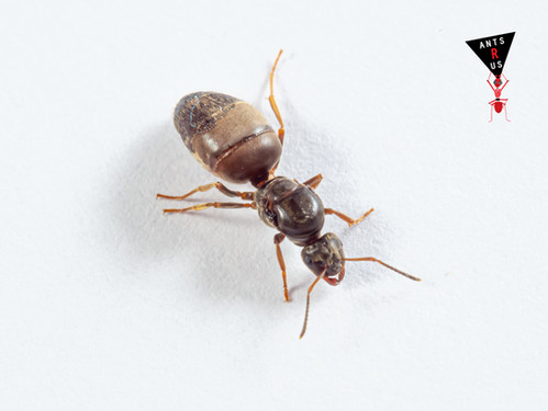 Live queen ant Lasius niger (starter kit) | Antsrus