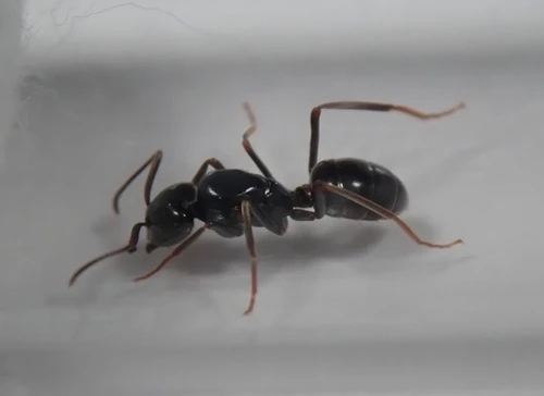 Lasius fuliginosus (Dendrolasius) (starter kit) | Antsrus