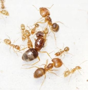 Pseudolasius cibdelus | Antsrus