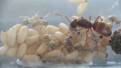 Lasius umbratus with lasius niger workers (starter kit) | Antsrus