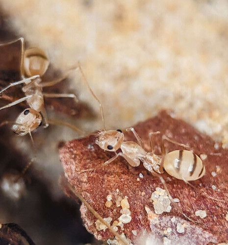 Cataglyphis pallida with eggs (Ghost Desert ants) | Antsrus