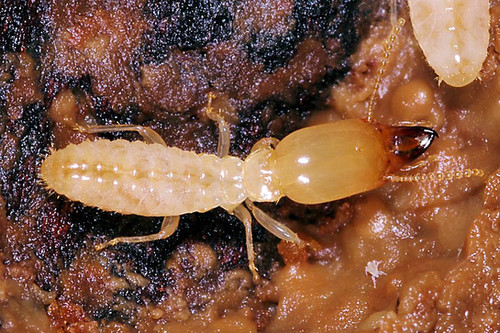 Reticulitermes lucifugus (Italian subterranean termite) | Antsrus