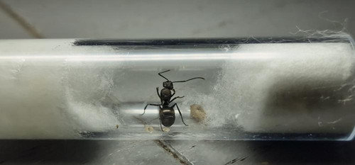 Polyrhachis sp | Antsrus