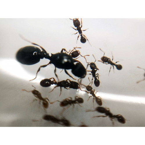 Strongylognathus testaceus (Rare) with host colony (starter kit) | Antsrus