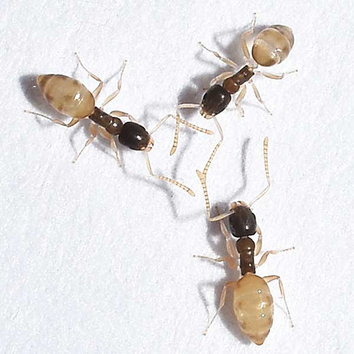 Tapinoma melanocephalum (Ghost ants) | Antsrus