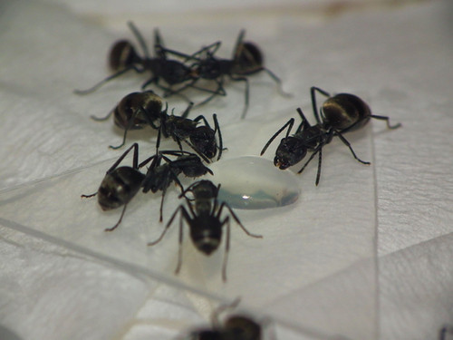 Polyrhachis dives Queen with workers (starter kit) | Antsrus
