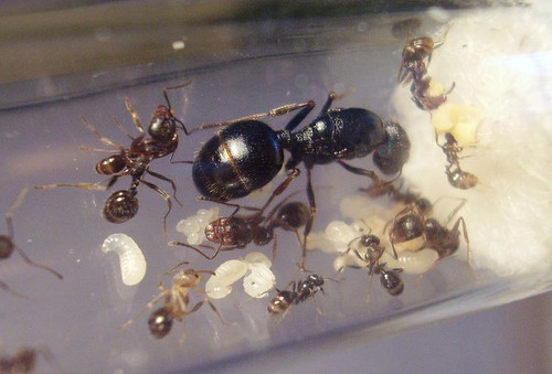 Messor Ponticus (starter kit) | Antsrus