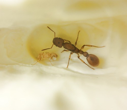 Paratopula macta (Golden tree ants) | Antsrus