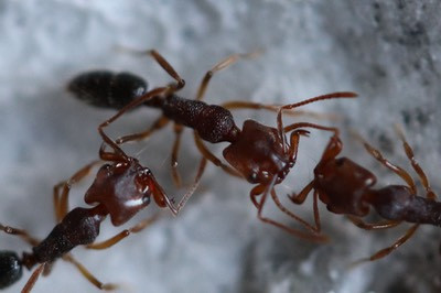 Anochetus risii (Mini Trap Jaw Ant) Queen with eggs and workers | Antsrus