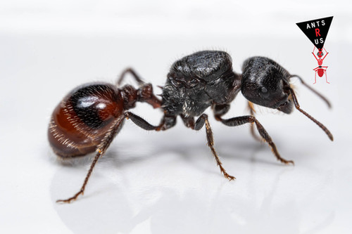 Pogonomyrmex rugosus (desert harvester ant) (starter kit) | Antsrus