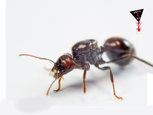 Messor Barbarus Bicoloured/Fire red Queen, harvester ants (starter kit ...