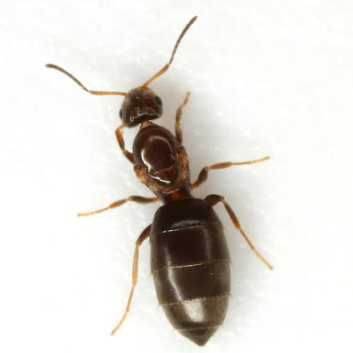 Brachymyrmex patagonicus | Antsrus