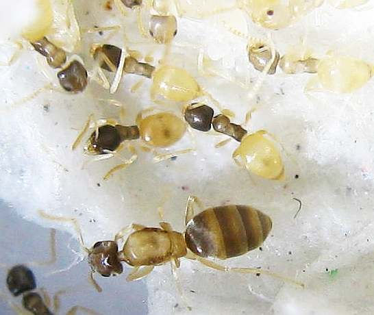 All ants | AntsRus 7/9