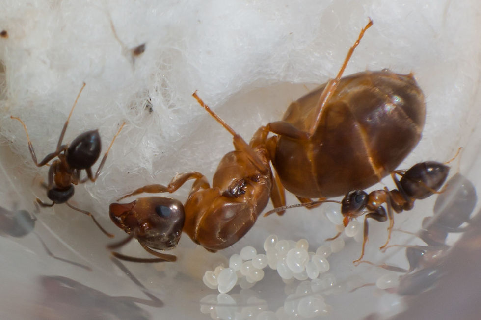 All ants | AntsRus 6/9