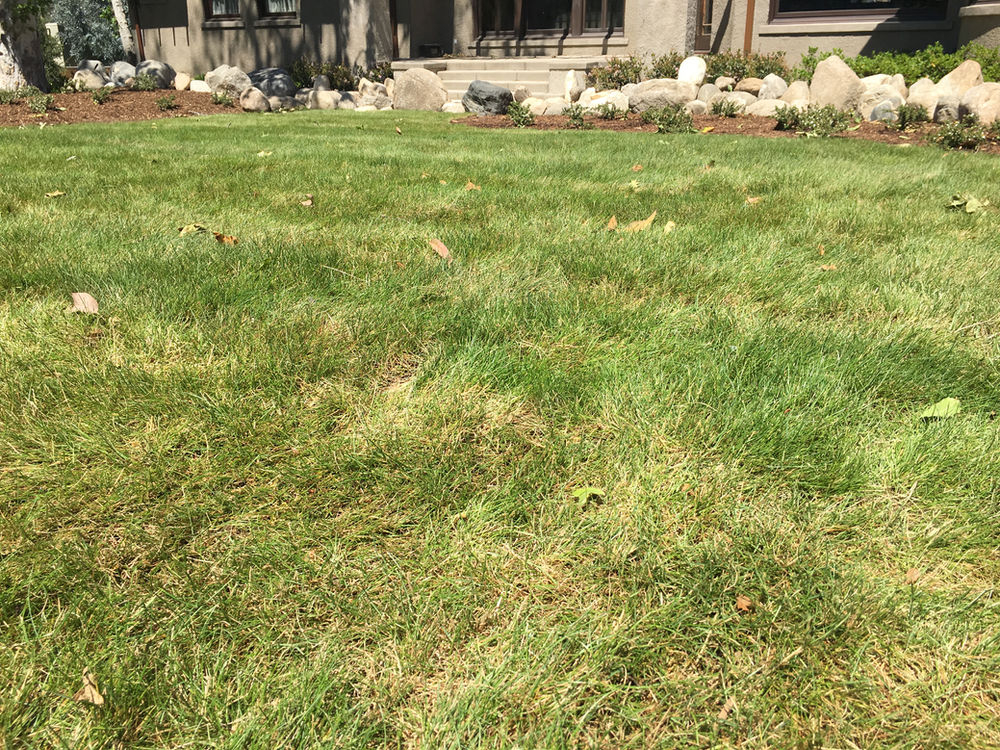 Native Grasses and Mow-Free Sod