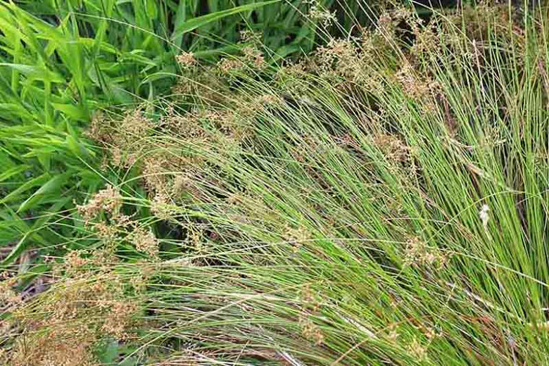 Common Rush | Plants of Stone Lakes | Friends of Stone Lakes