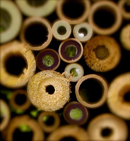 Native Bee Project | Planet Bee