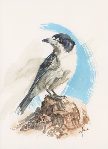 Butcher Bird-Watercolour painting | Anica Art