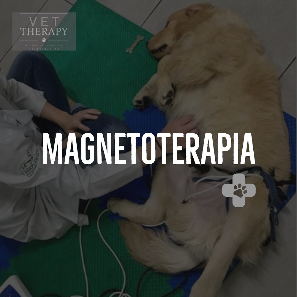 Magnetoterapia Veterinária em Pinheiros