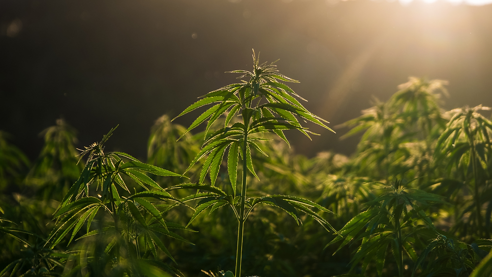 WHY SOME PEOPLE GET HIGH ON THC EDIBLES & SOME DON'T: THE TRUTH BEHIND ...